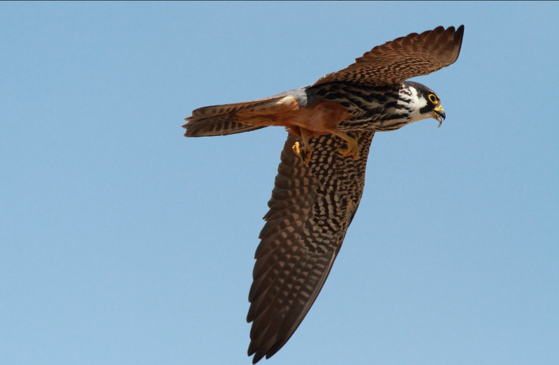 El falcó mostatxut es consolida al Parc - Ajuntament de Matadepera