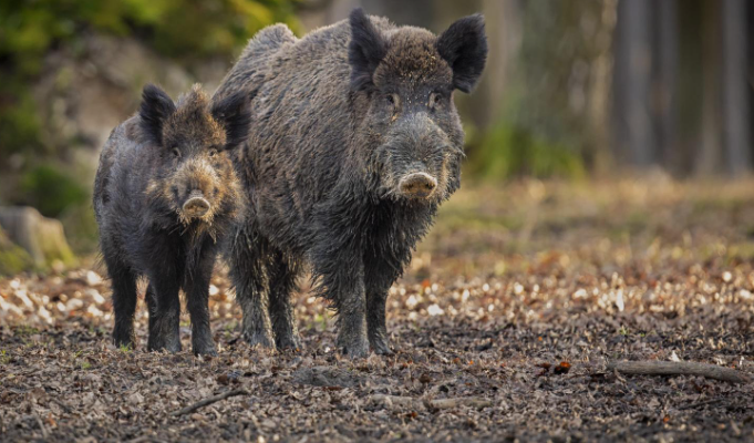 Promocionar la carn de senglar - Ajuntament de Matadepera